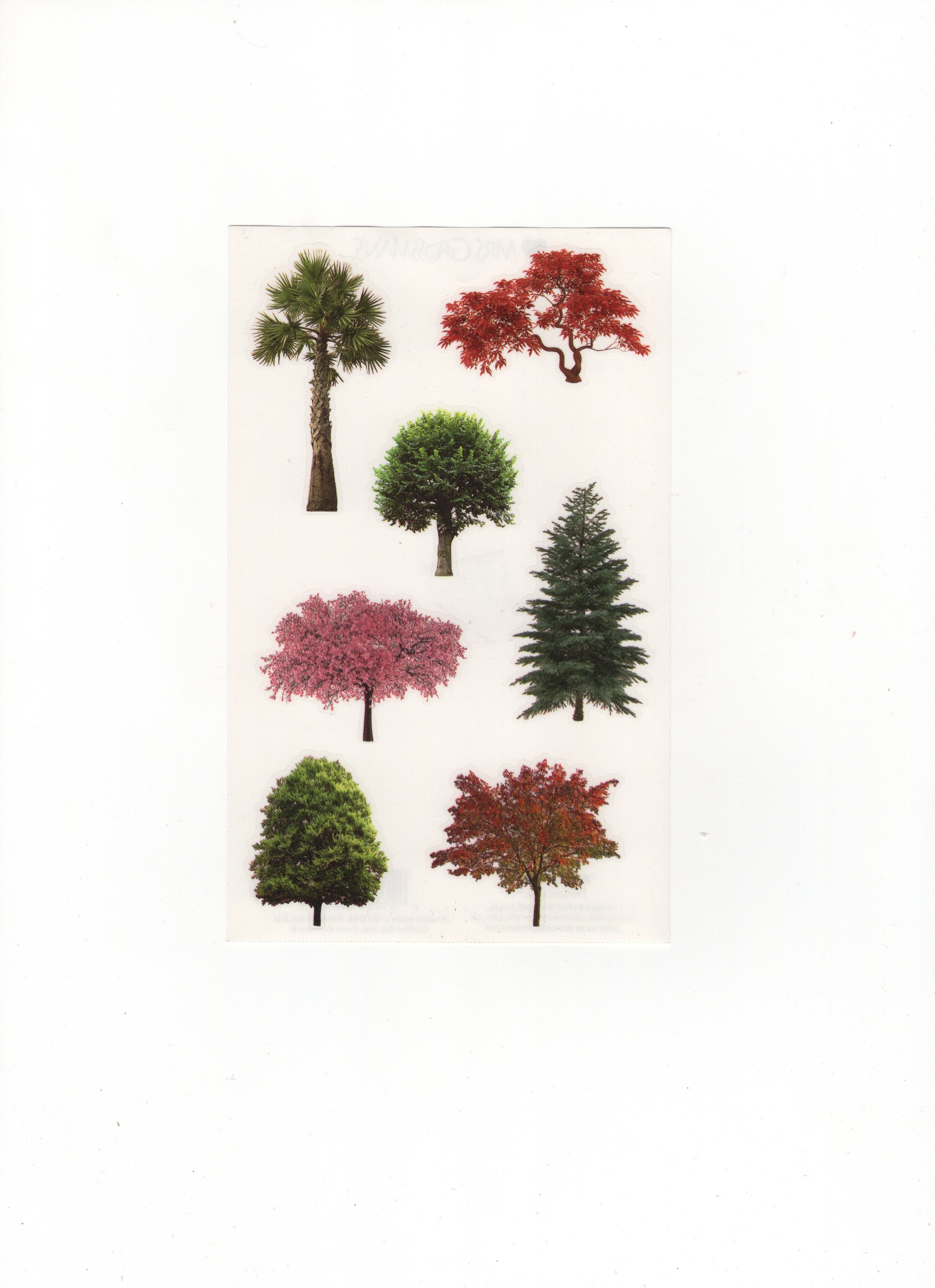 Tree's in Nature – Mrs. Grossman's